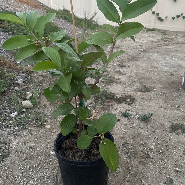 Kilo Guava White Flesh - 1 to 2 Feet Tall - Ship in Pot - Etsy