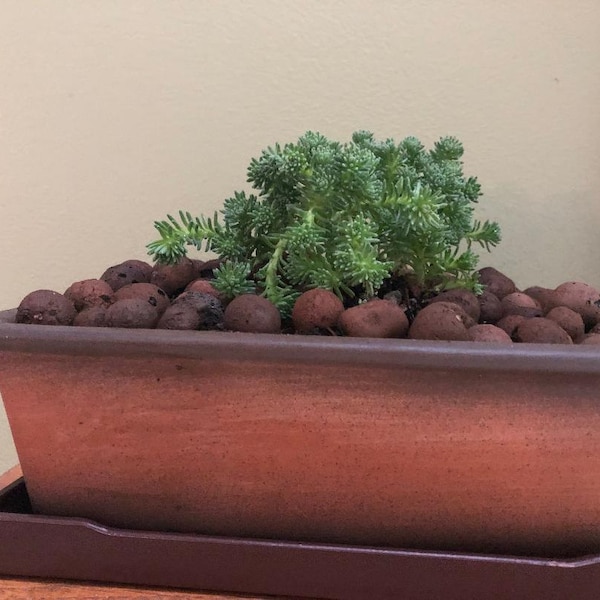Mini Joshua Tree Succulent 4" Pot Thick and Full - Sedum Multiceps ...