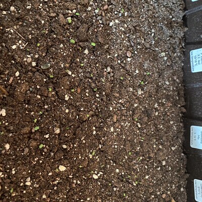 10 Seeds Echeveria Hyaliana X Tolimanensis Rare New Hyalina Hybrid ...