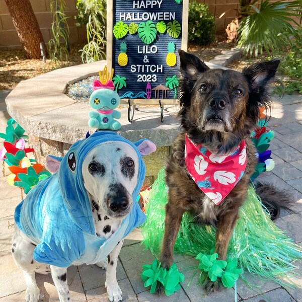 NEW! Lilo & Stitch ~ Dog Bandana ~ Disney Dog Bandana ~ Stitch Dog ...