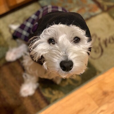 Add-on Options for Sassy Dog Fashions Custom Dog Coats Add These ...