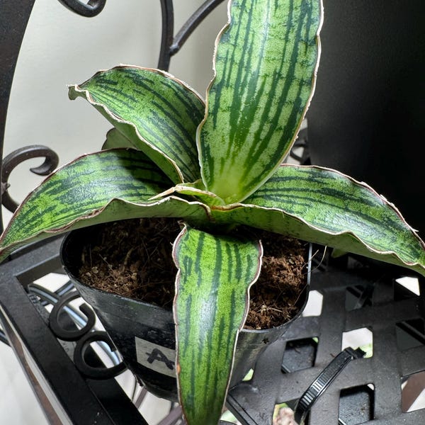 Scindapsus Lucens/anadendrum Affine/shingling Vine/pothos/philodendron ...