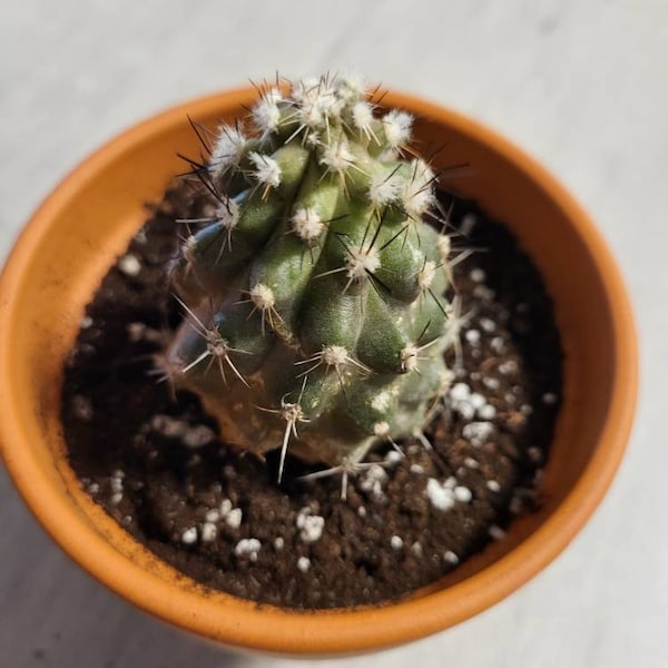 Large Form Curiosity Plant Cactus - Cereus Peruvianus Monstrose - Etsy