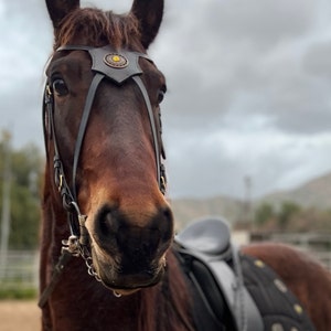 Indian Hackamore Bridle Reins Rope Side Pull - Etsy