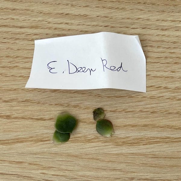 Japanese Rice Fish Eggs - Medaka Miyuki Silver - Etsy