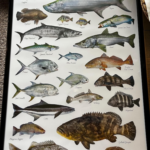 24x36 Coast of Florida Common Inshore & Nearshore Fishes Poster ...