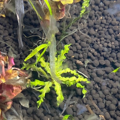 3 Downoi Plants Aka little Star Live Aquarium Plants Free S/h Rare Live ...