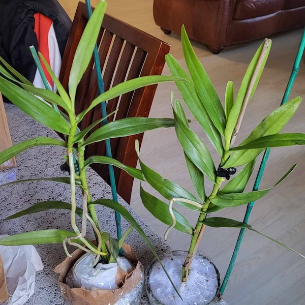 Scorpion Orchid in 4" Pot, Arachnis, Aranda Orchid - Etsy