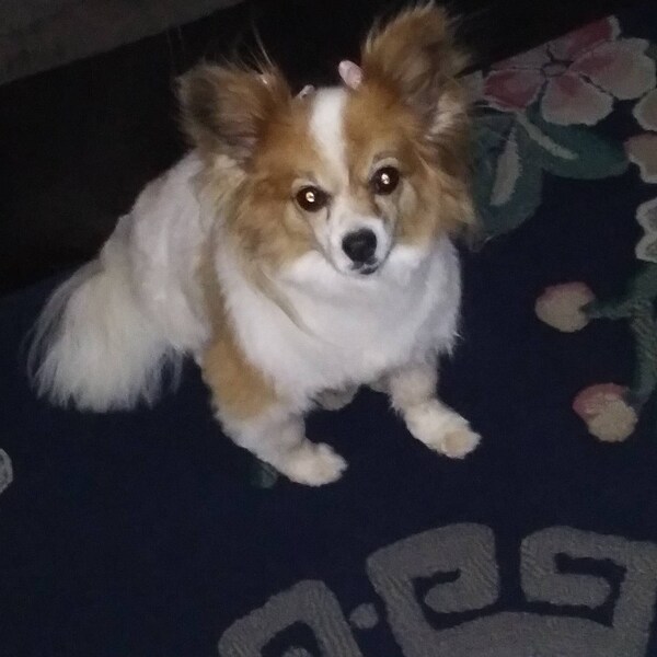 Middle Finger Hurricane Sanibel Island Necklace Florida Themed Hand ...