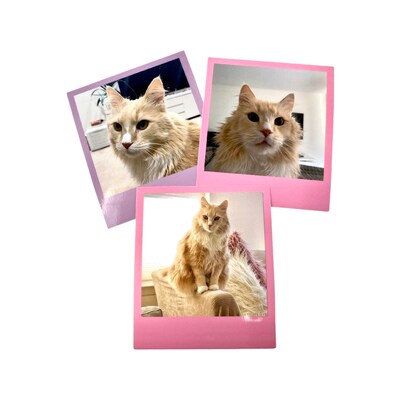 Our Memory Passport/ Quote Stickers/ 10 Prints/ 40 Photo Corners ...