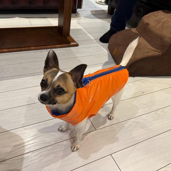 Dog Vest Sewing Pattern, Dog Pattern, Dog Sewing Pattern, Dog Coat ...