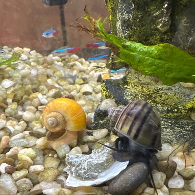 Super Snello 8oz, Aquatic Snail Food, Dehydrated, Snail Jello, Mystery ...