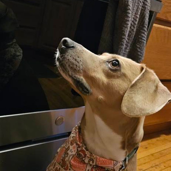 Rose Gold Plaid Dog Bandana, Blush Pink Dog Bandana, Fall Dog Bandana ...