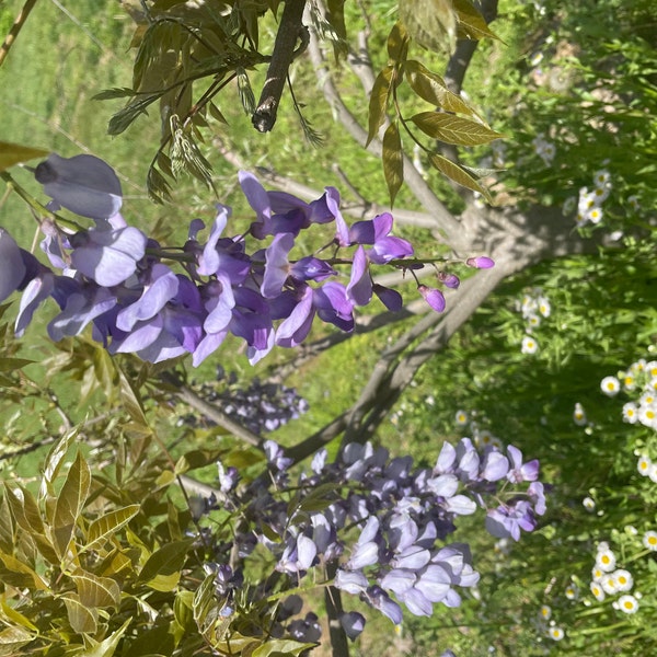 Vintage Original NCR Nation Cash Register Key # H-2 Good Used Working ...