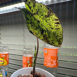 Live Colocasia redemption, Elephant Ears Super Rare Starter Plant - Etsy