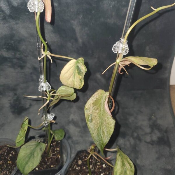 Variegated Philodendron Micans ‘mint’ (non-exact) - Etsy