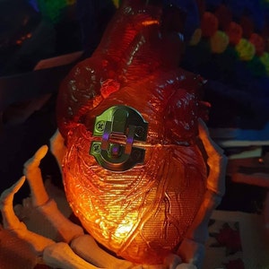 Realistic Heart-shaped Box 2 Styles Anatomical Heart - Etsy