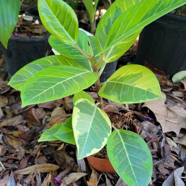 Mican Philodendron Velvet Leaf Philo Indoor & Outdoor Live Tropical ...