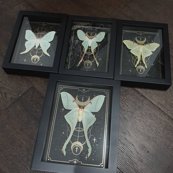 Framed Luna Moth Shadow Box: Gold Star Tarot Print Gothic Wall Decor - Etsy