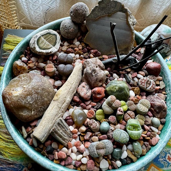 Plant-1- Gibbaeum Nuciforme - Etsy