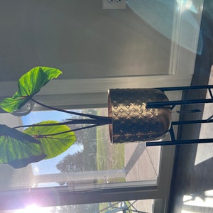 Bambusa lady Finger Clumping Non-invasive Bamboo Plant - Etsy