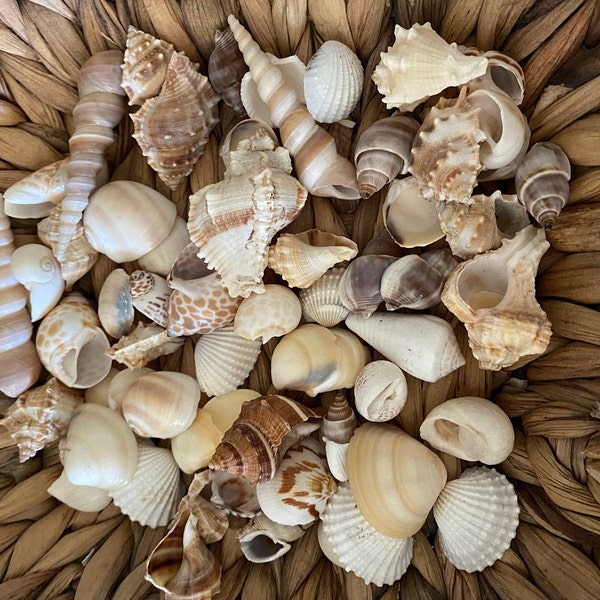 Assorted Sea Shell Mix-beach Sea Urchin Mix-sea Shells Bulk-assorted ...