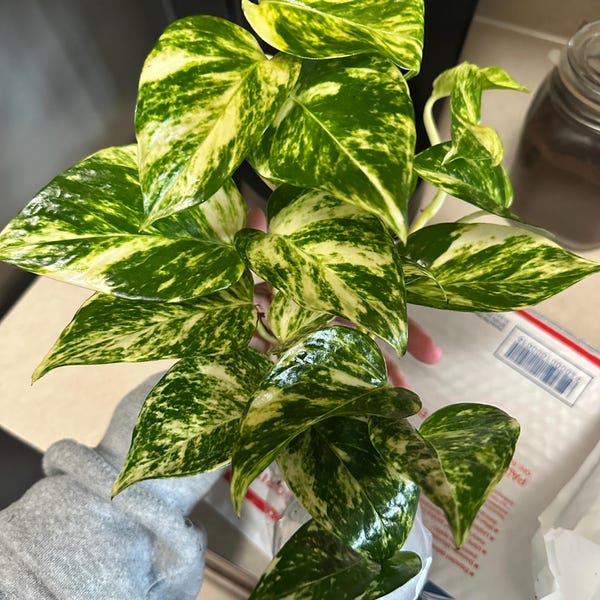 Highly Variegated Pothos High Variegation Pothos Houseplant Trailing ...