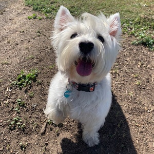 Personalised Pet ID Tag Heart Dog Name Identification Rock | Etsy