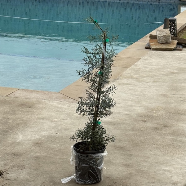 Cupressus Arizonica 'blue Ice' | Arizona Cypress, Evergreen Conifer - 1 ...
