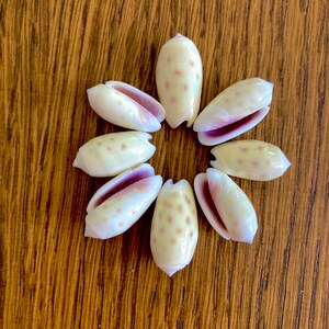 Paper Fig Shell 5 1 Piece - Etsy