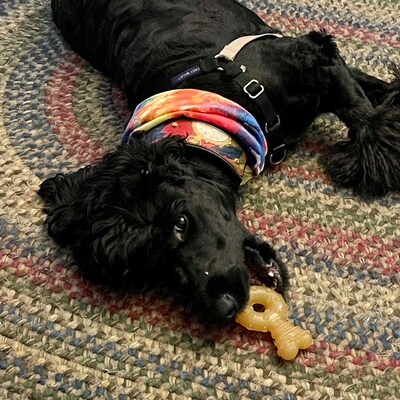 Devils Paw Dog Bandana Infinity Aztec Red & Black Bohemian - Etsy