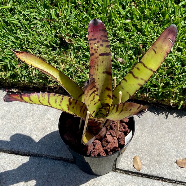 Bromeliad Hohenbergia Stellata Collectors Item Small Pup - Etsy