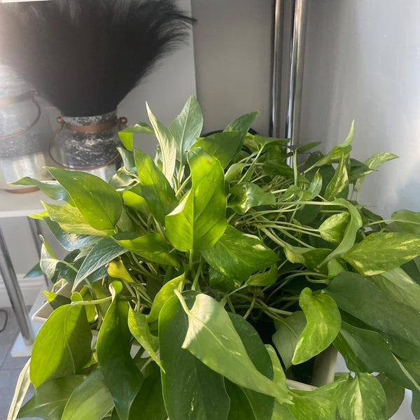 FOSTER 4-pack LIVE 4 Inch Kalanchoe, Blooming Houseplant, Gardening ...