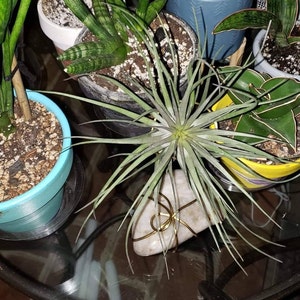 Tillandsia Stricta Iridescent Air Plants - Etsy