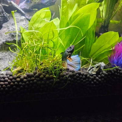 Sensitive Plant or Neptunia Aquatica Floating Aquatic Pond Plant pack ...