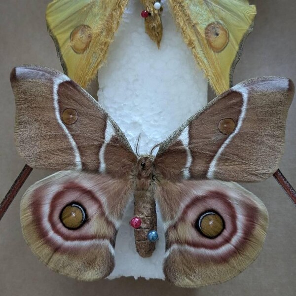 TAU Silkmoth, Spread Moth, Real Moth, Real Insect, Real Butterfly - Etsy