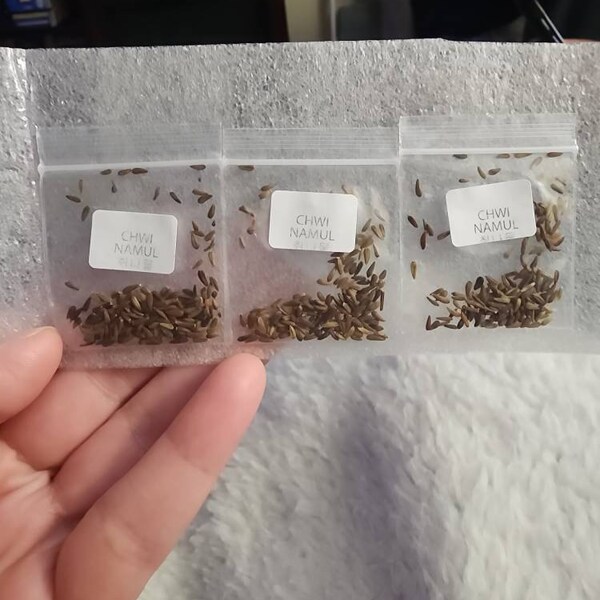 취나물 Seeds (50+) Chwi-namul Seeds - Etsy