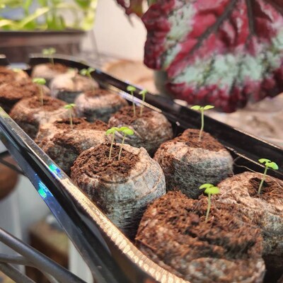 Che Tree Seeds cudrania Tricuspidata Packet of 5 Seeds Palm Beach Seed ...