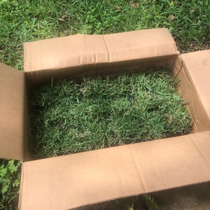 Blackjack II maya Bermuda Grass Seed - Etsy