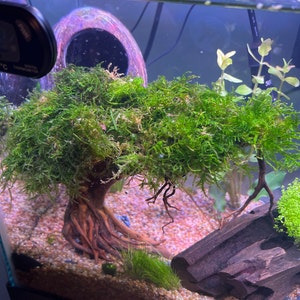 Driftwood Bonsai Tree Live Moss Aquarium Java Moss Drift Wood - Etsy