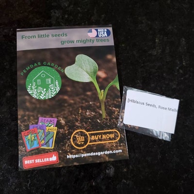 5 Rare Seeds Monet Painting Lotus Seeds Indian Lotus nelumbo Nucifera ...