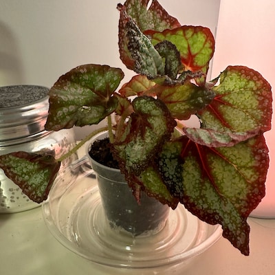 Harmonys Royal Majesty Begonia Starter Plant ALL STARTER PLANTS Require ...