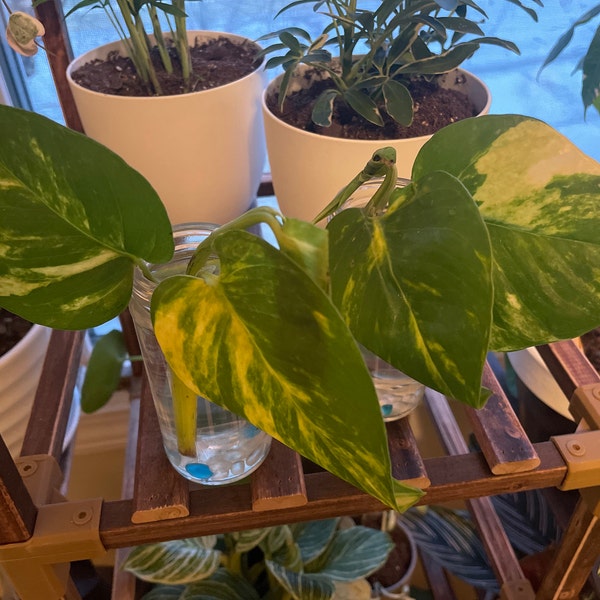 LARGE Variegated Golden Pothos Cutting (4-6") Organically Grown ...