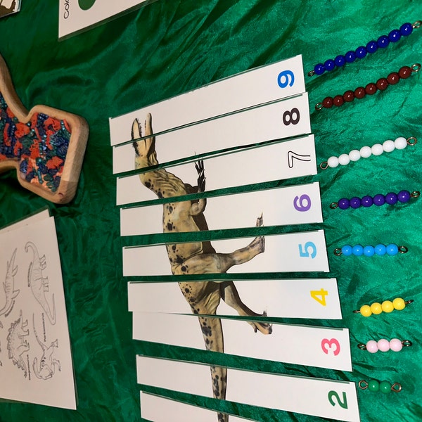 Turtle Unit Study | Montessori Turtle Unit Study | Parts of the Turtle ...