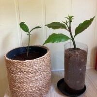 Albizia Saman Plant Seeds Rare Rain Tree Seeds for Tropical Gardens ...