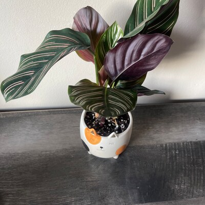 Large Abstract Face Pot Planter Vase for Succulents or Plants - Etsy