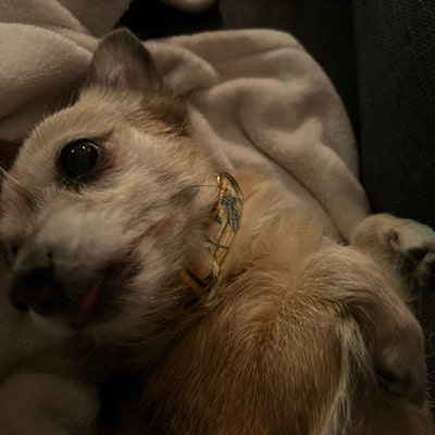 Rifle Paper Co Print Dog Collars 9 Cute Floral Trendy Patterns No ...