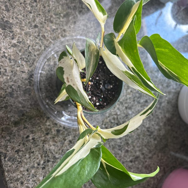 4” Monstera Peru Pot - Karstenianum Plant - Big Foliage Leaves - Fully ...