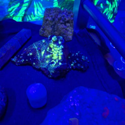 Agatized Turritella Shells - Etsy