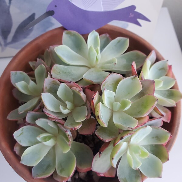 Graptopetalum Ellen Variegated-succulent - Etsy